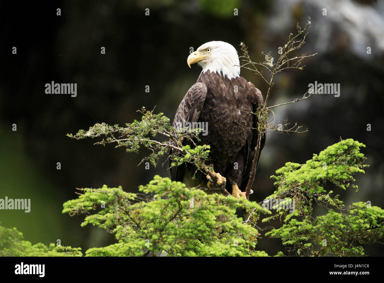 Alaska inside passage birds hi-res stock photography and images - Alamy