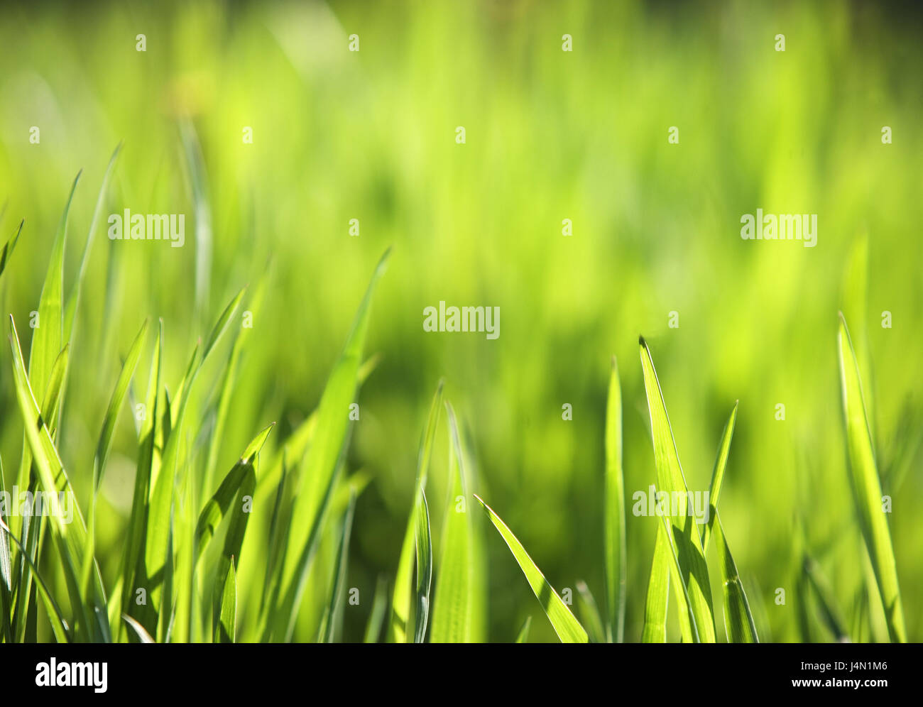 Meadow, blades of grass, sunlight, nature, plants, grass, growth, grow ...