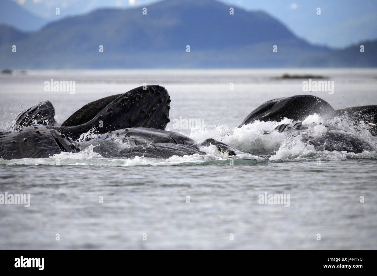 The USA, Alaska, Lynn Canal, humpback whales, hunt, appear, sea Stock ...