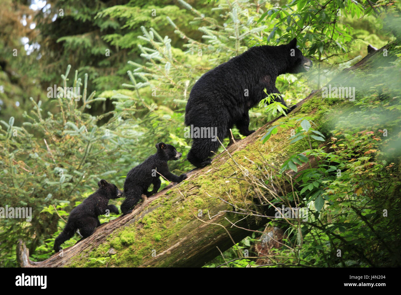 The USA, Alaska, Anan Creek, black bear, trunk, preview, wood Stock ...