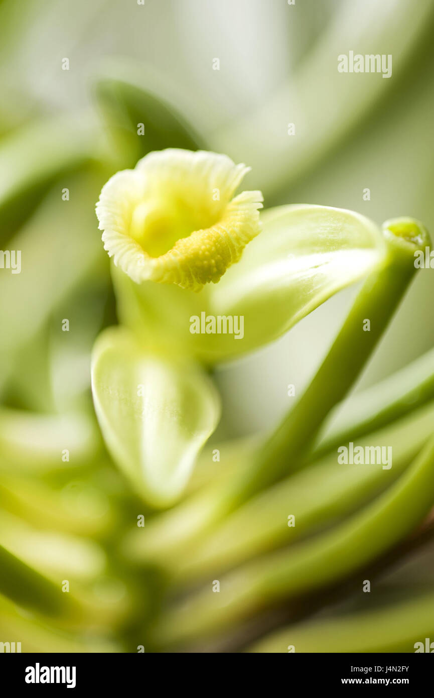 Real vanilla, Vanilla planifolia, blossom, plant, orchid, orchid plant ...