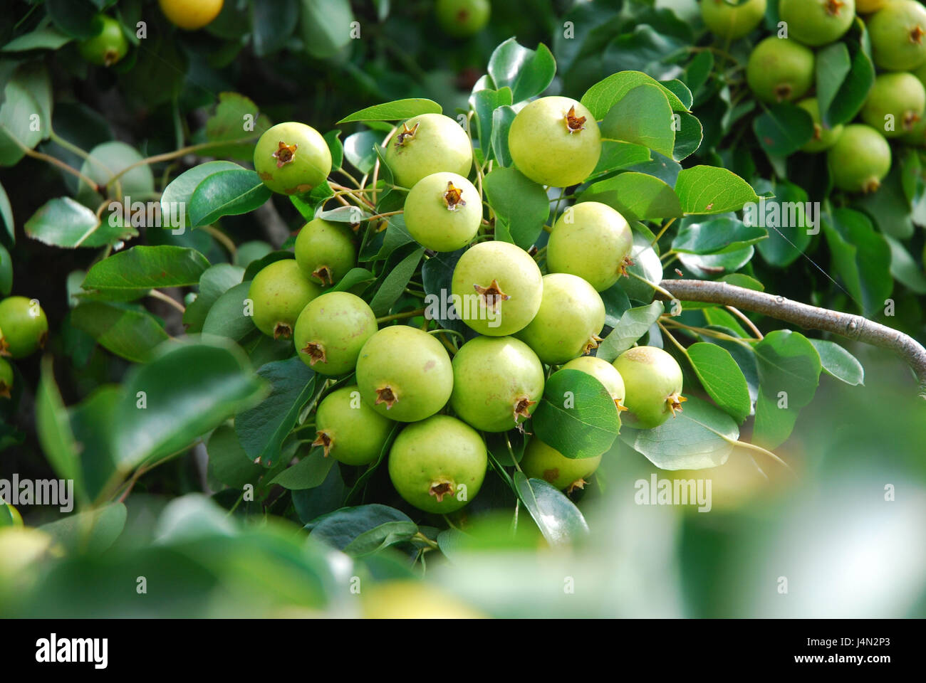 Wild apple-tree, branch, fruits Stock Photo - Alamy