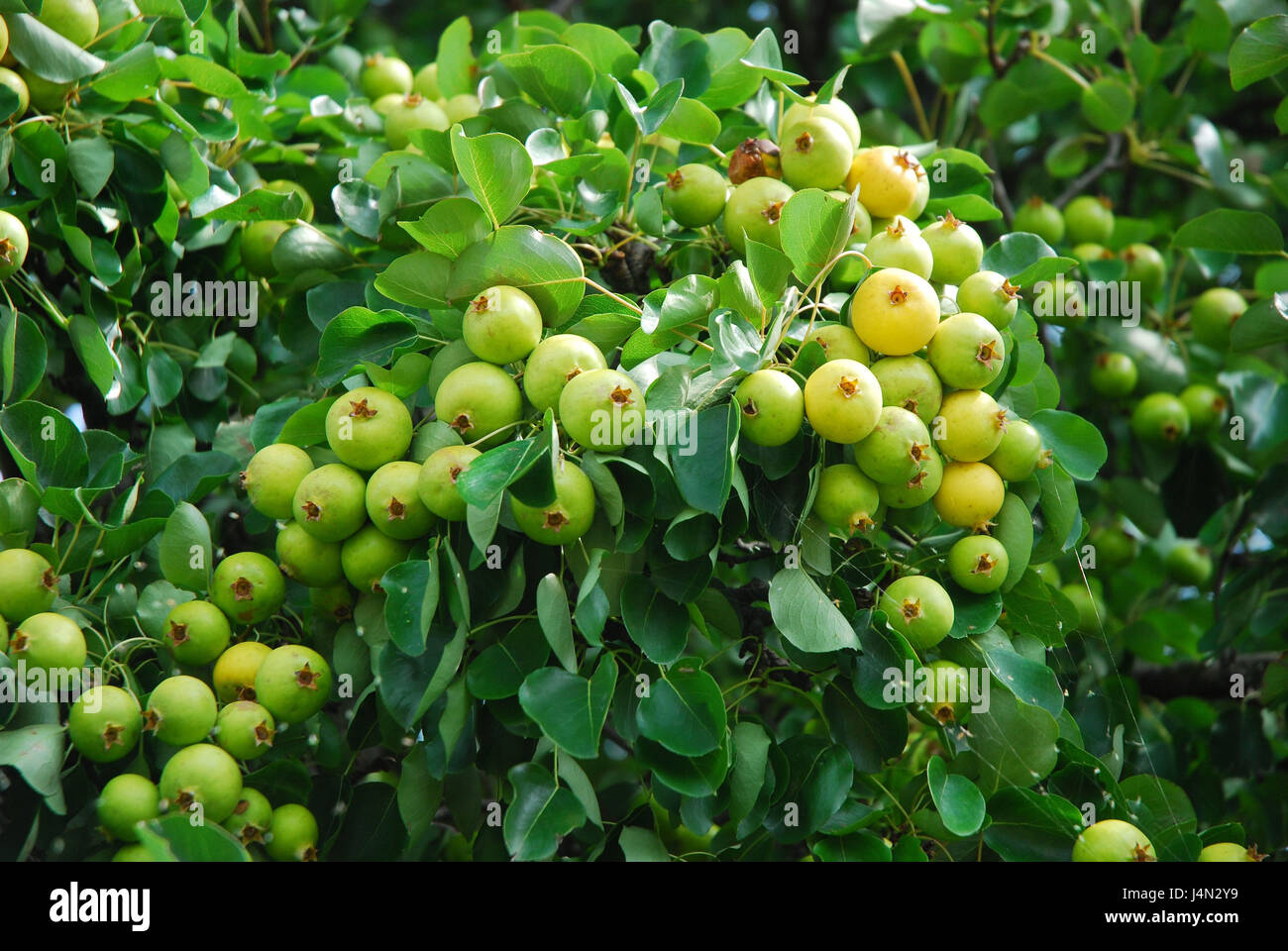 Wild apple-tree, branch, fruits Stock Photo - Alamy