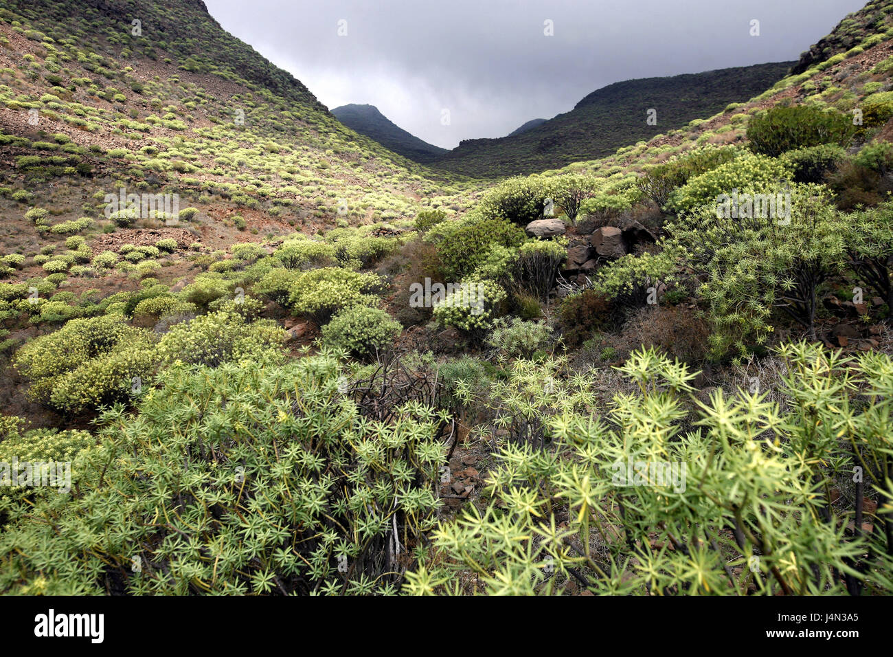 Spain, grain Canaria, Fataga, mountain region Stock Photo - Alamy