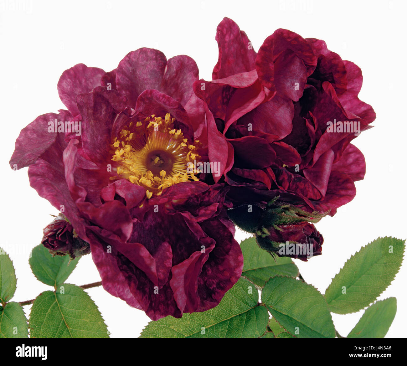 Flower dissection hi-res stock photography and images - Alamy