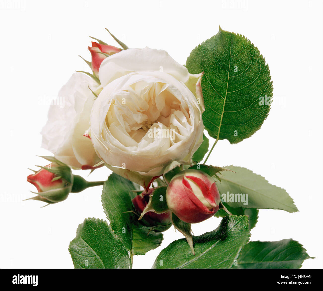 Rose, name: 'Pearl of the Blanches', dissection Chinenses, Noisette ...