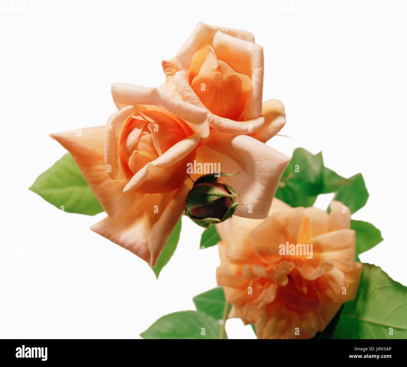 Dissection synstylae hi-res stock photography and images - Alamy