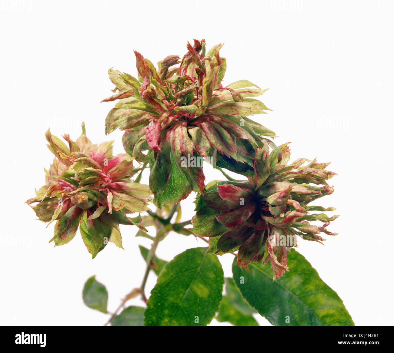 Rose, name: Rose chinensis 'Viridiflora' (Lav). Dipp., dissection ...