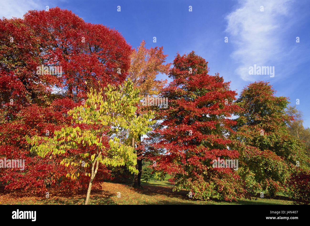 Sheffield trees hi-res stock photography and images - Alamy