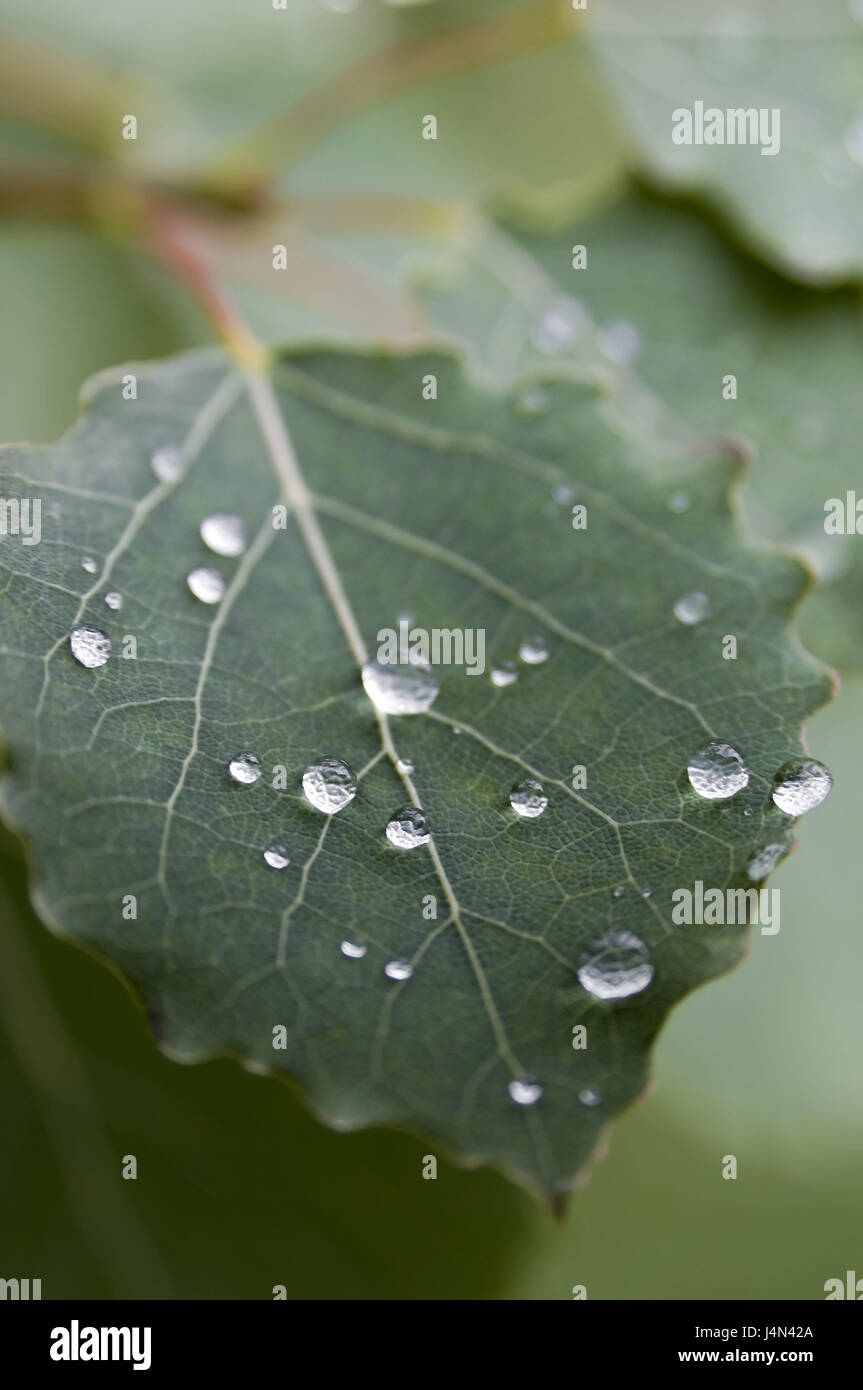 Plant, leaves, drop of water, plant leaves, dewdrop, drop, raindrop ...
