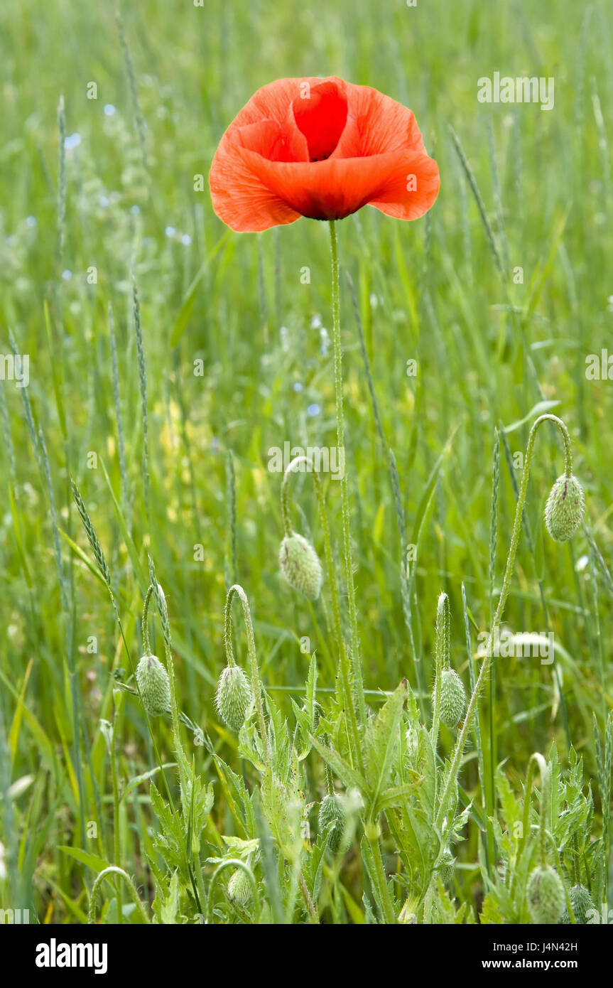 Meadow, grass, poppy, Papver dubium, flower meadow, plants, grass ...