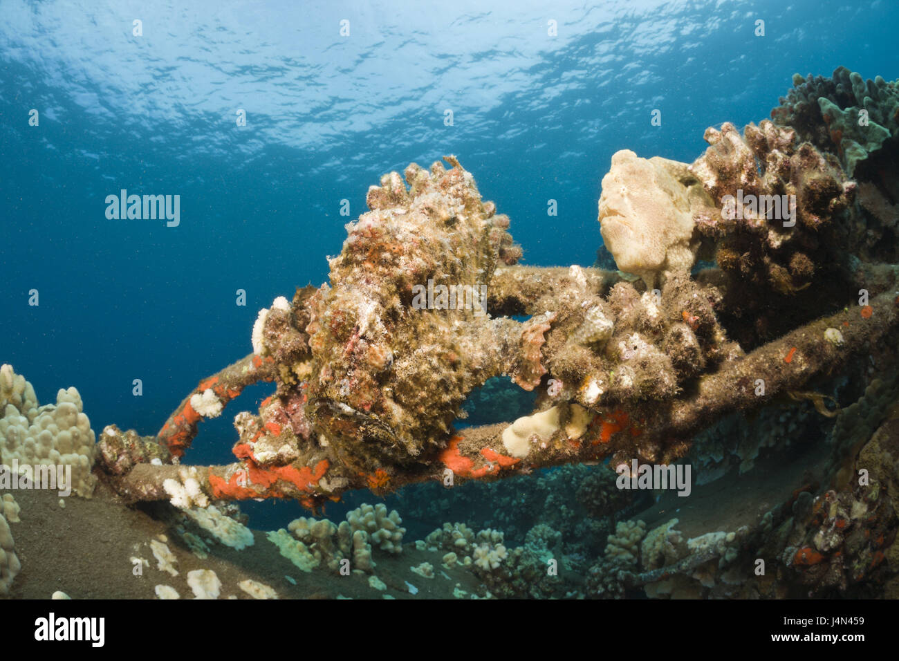 Two angler's fish Stock Photo - Alamy