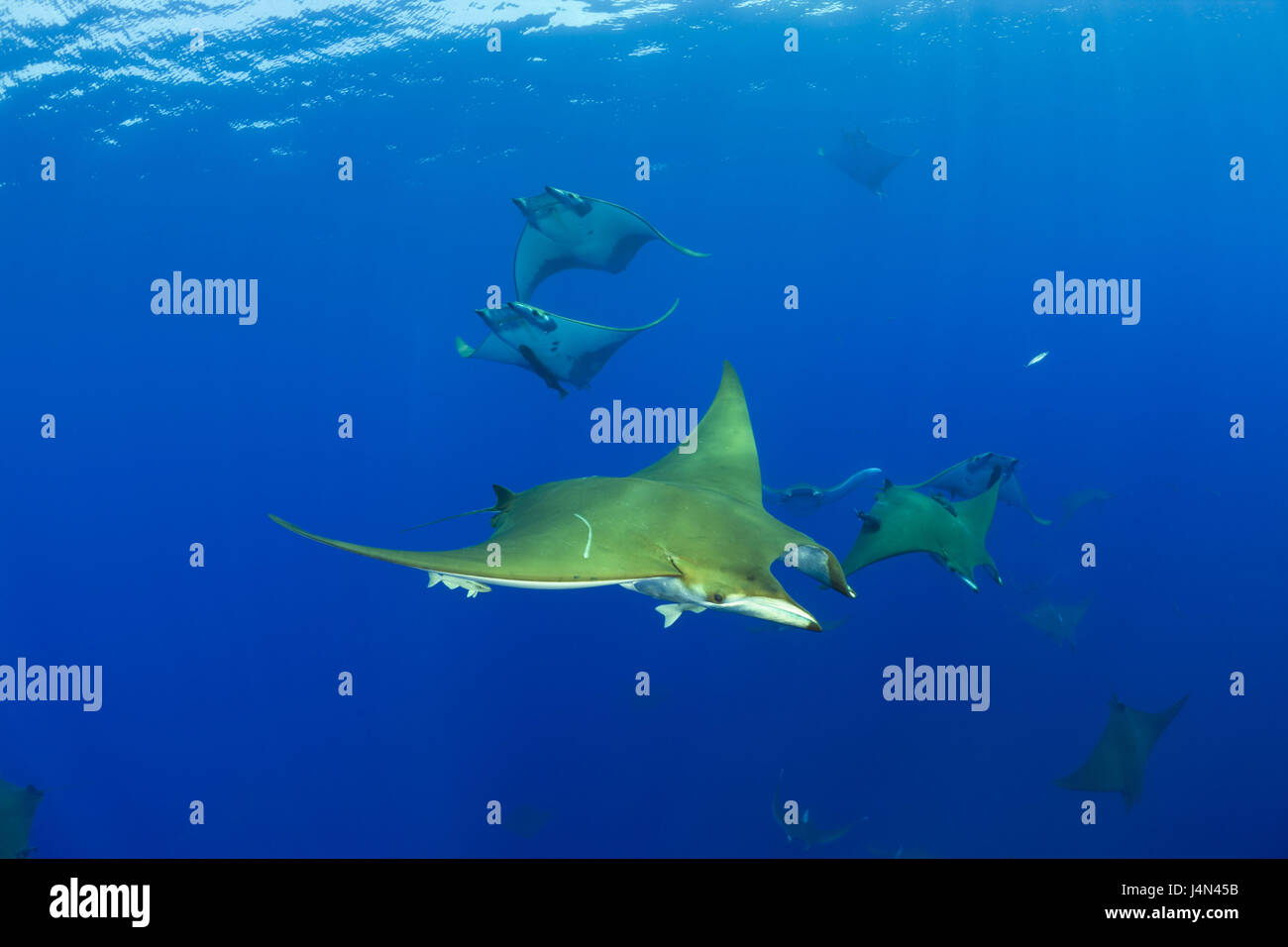 Sickle fish hi-res stock photography and images - Alamy