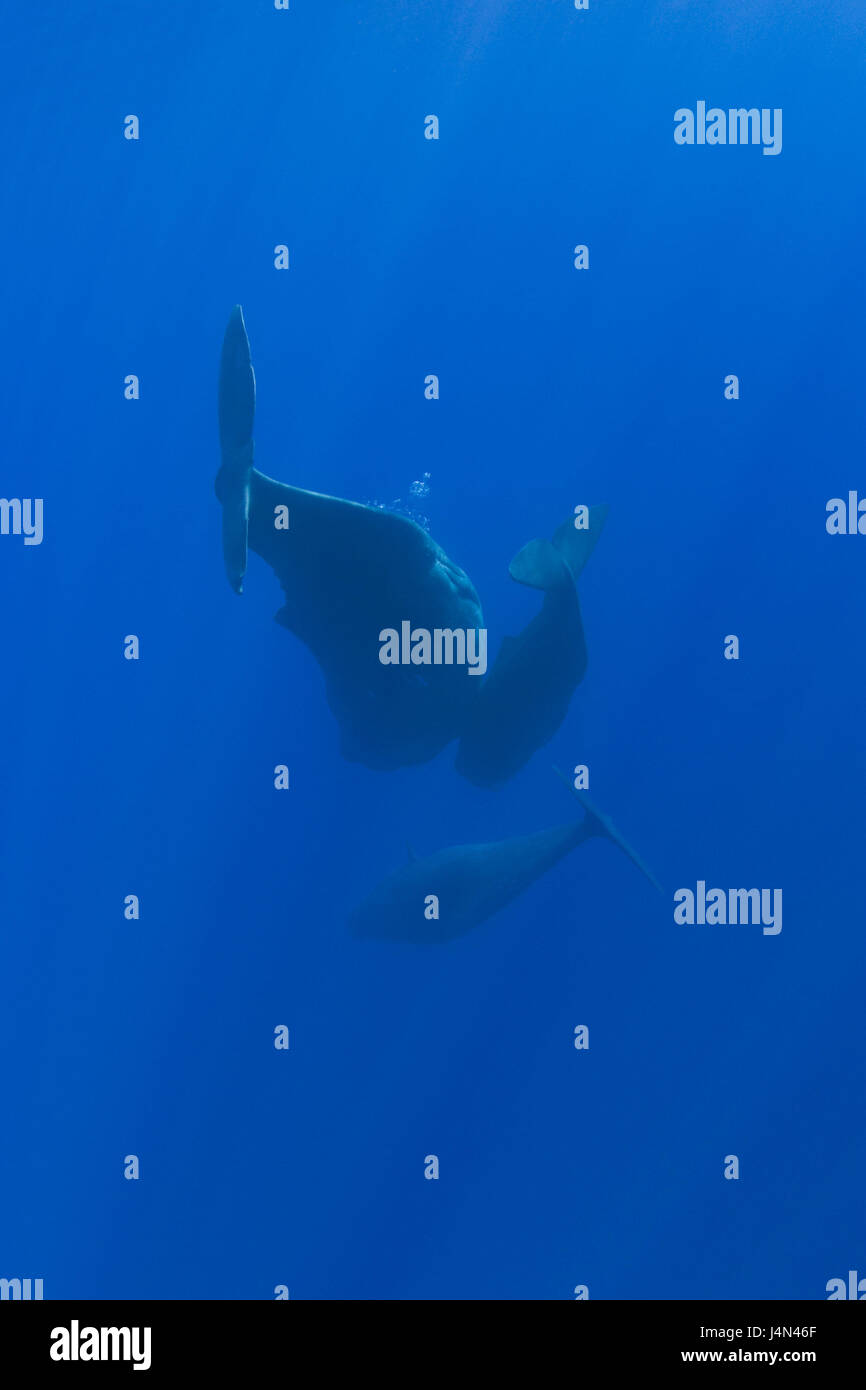 Sperm whales hi-res stock photography and images - Alamy