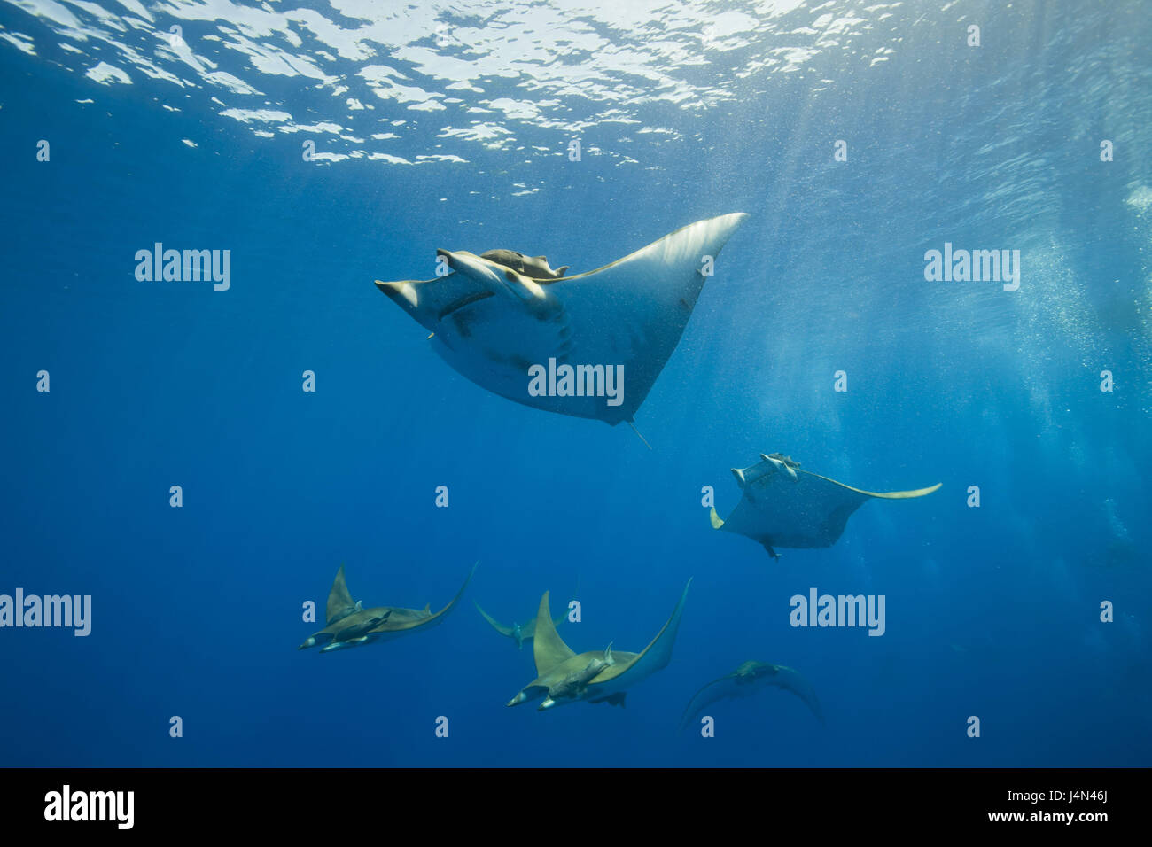 Devil's rays, sickle fins-Mobulas Stock Photo - Alamy