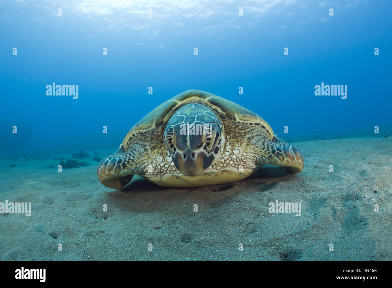 Green sea turtle under water hi-res stock photography and images - Alamy
