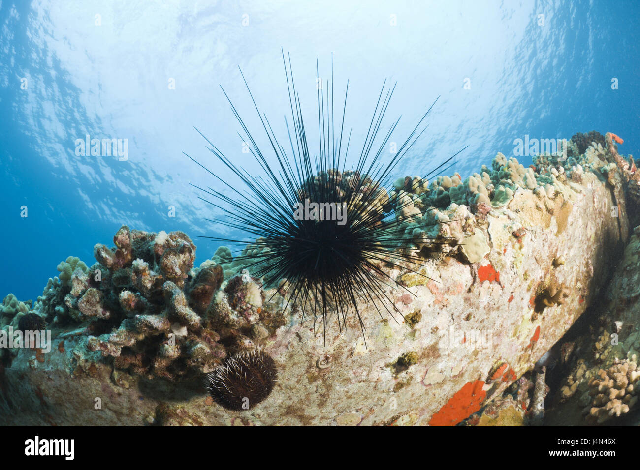 Diadem sea urchin Stock Photo - Alamy
