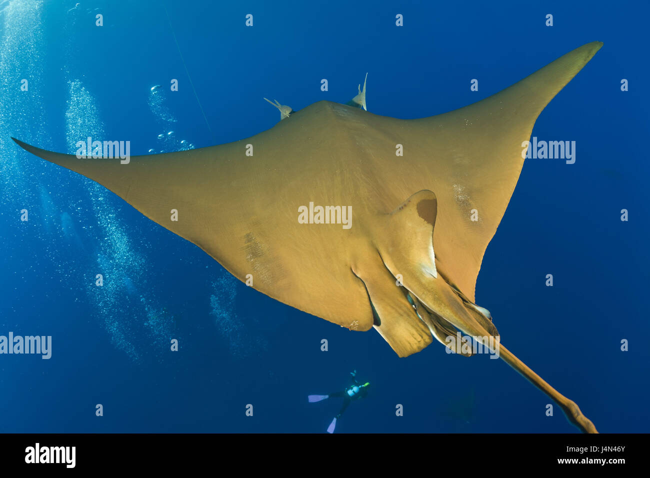 Fish fins and rays hi-res stock photography and images - Alamy