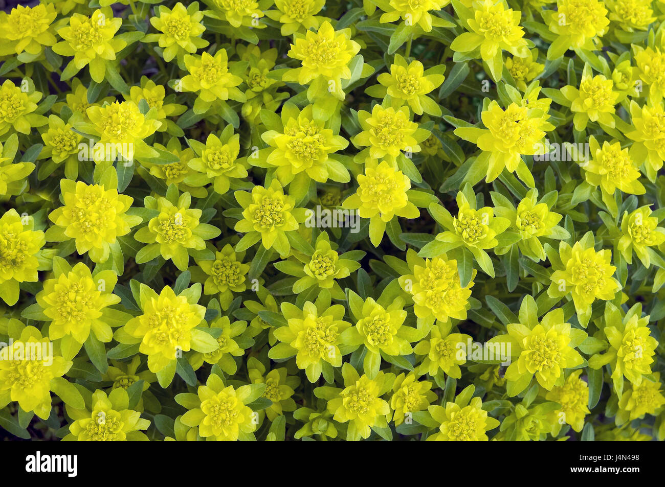 Marsh spurge, Euphorbia palustris, detail, blossoms, plants, flowers ...