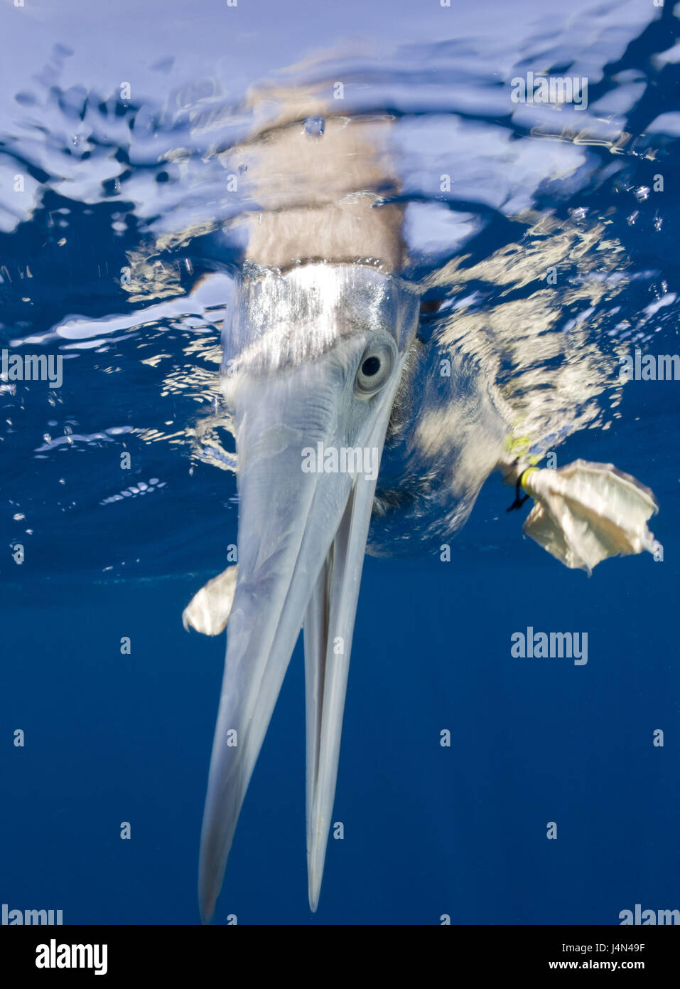 Gawk hi-res stock photography and images - Alamy