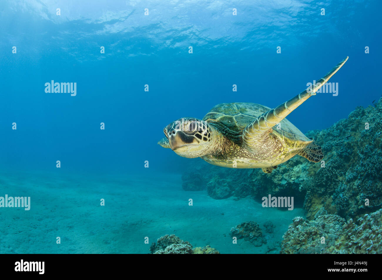 Green sea tortoise Stock Photo - Alamy