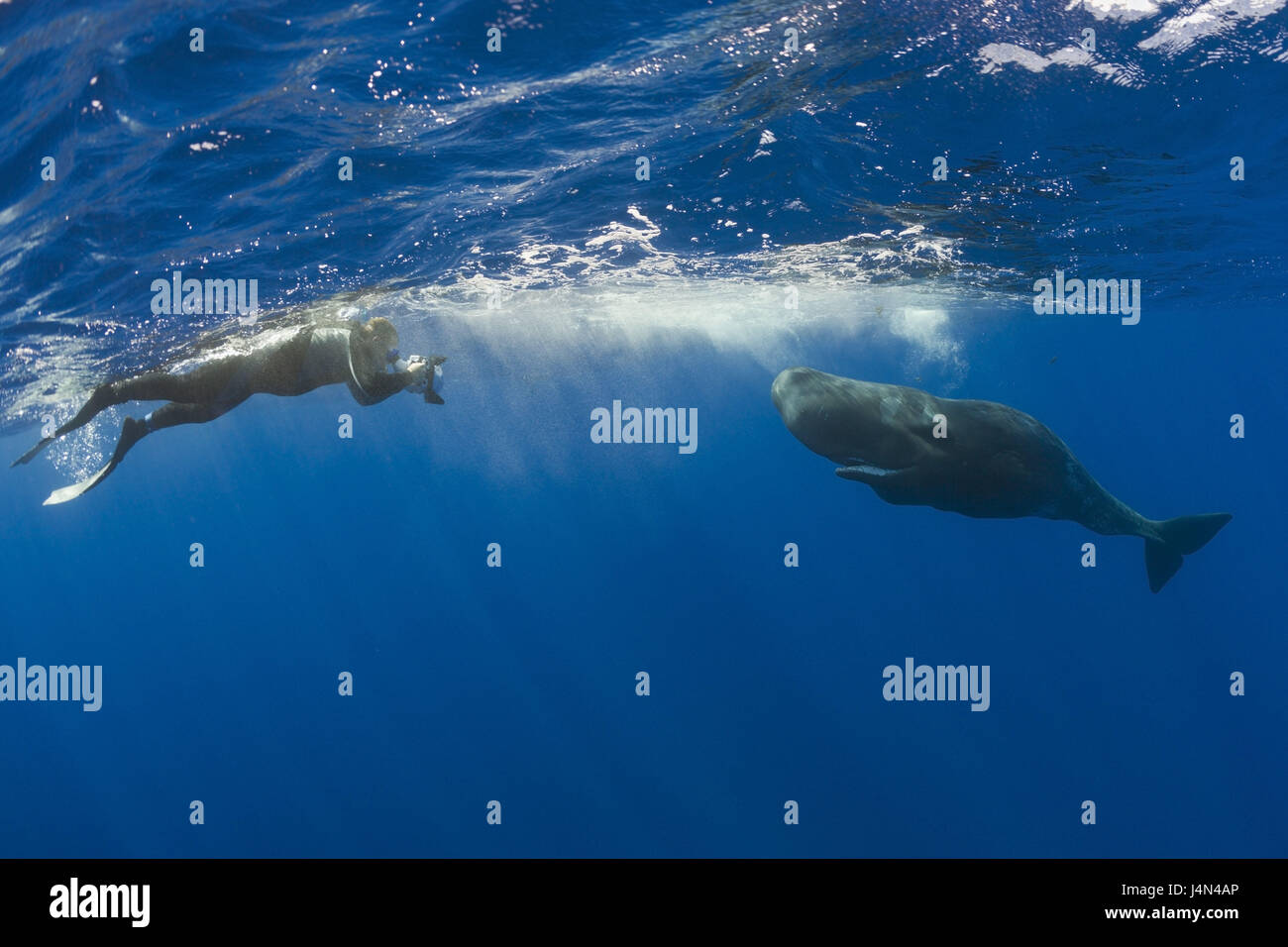Azores whale hi-res stock photography and images - Alamy