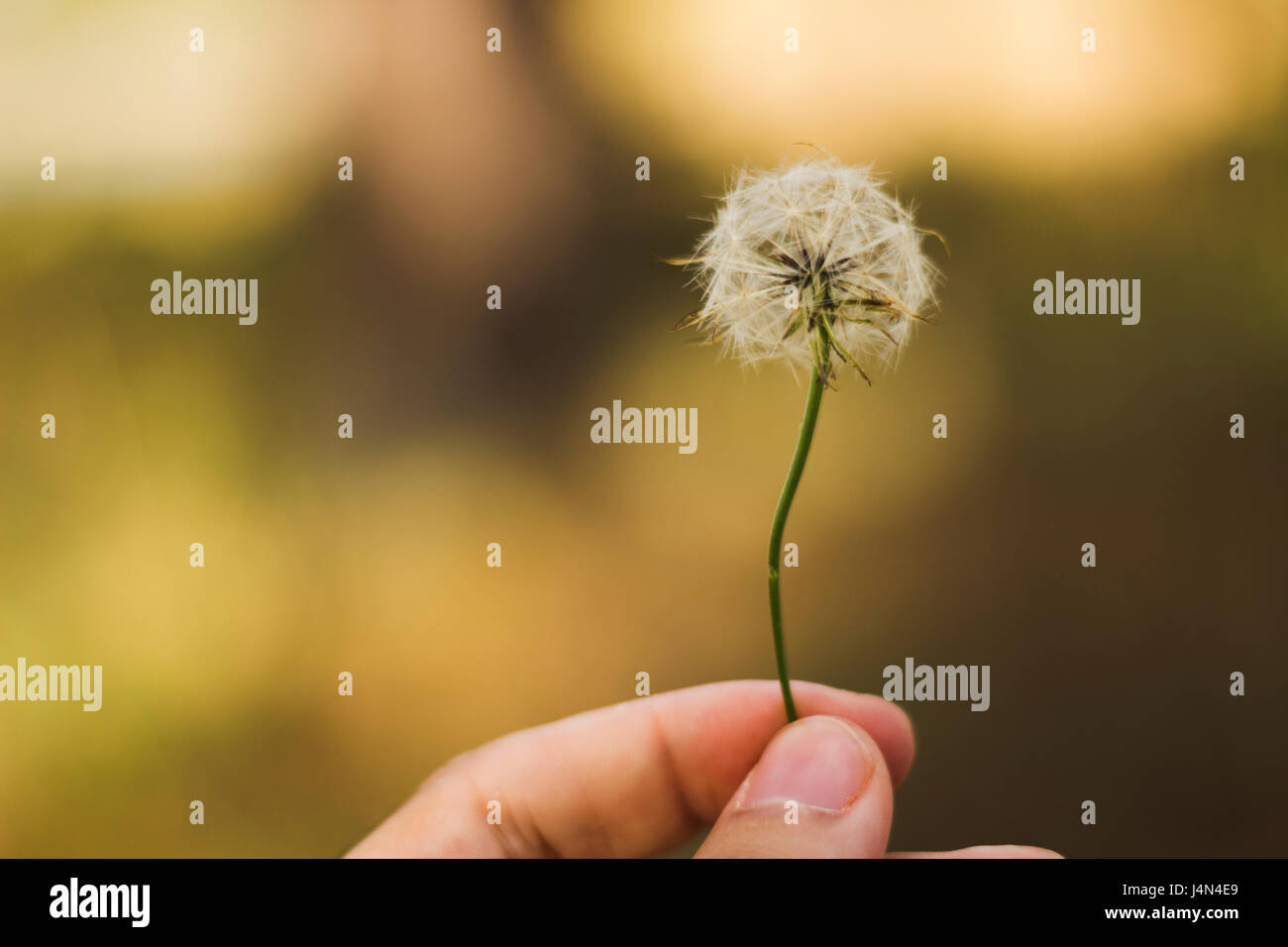 Dandelions life cycle hi-res stock photography and images - Alamy