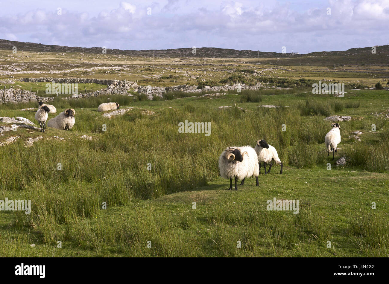 Ireland, Connacht, Connemara, county Galway, sheep Stock Photo - Alamy
