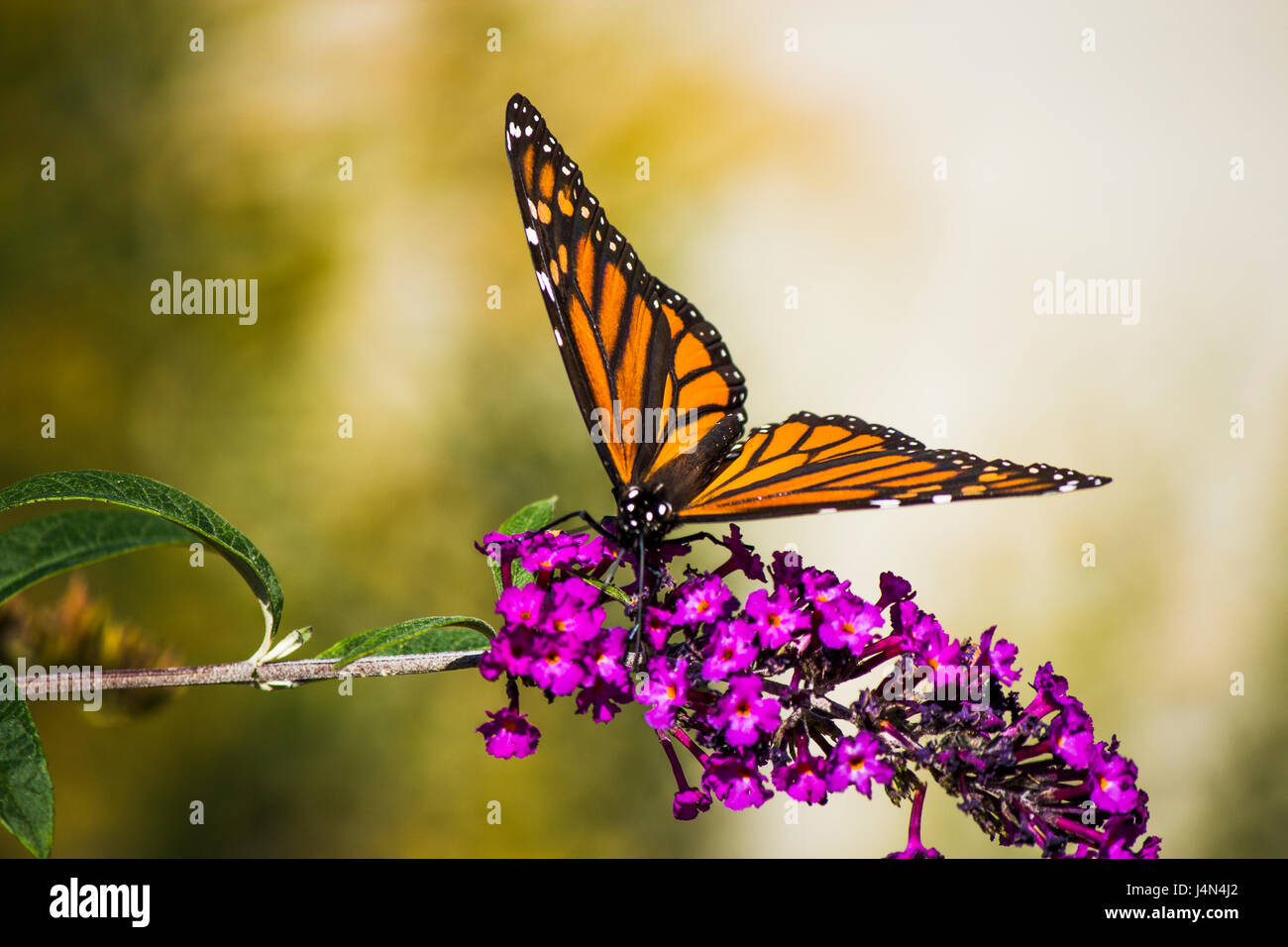 Monarch bokeh hi-res stock photography and images - Alamy