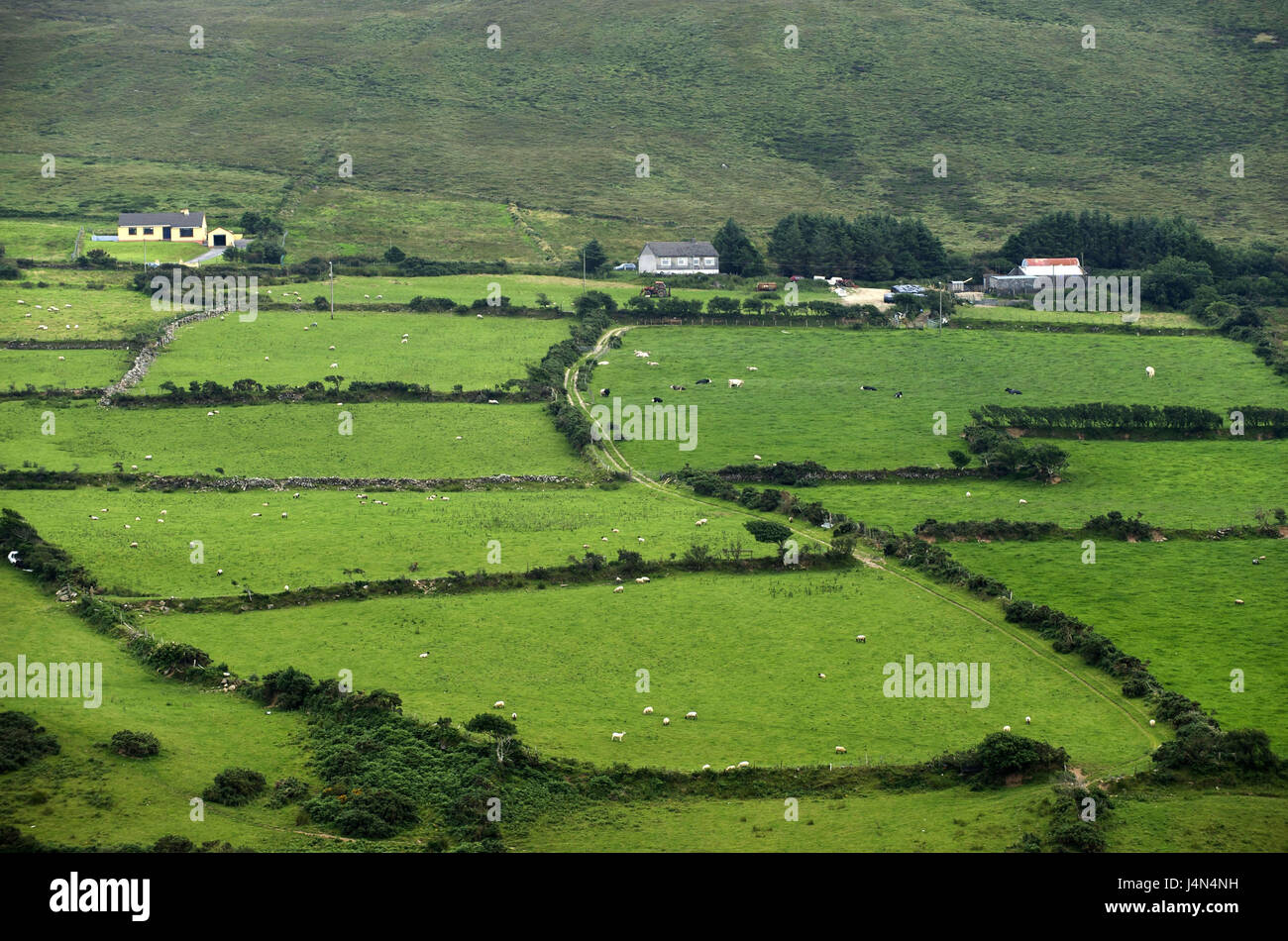 Ireland, Munster, county Kerry, Dingle peninsula, pastures Stock Photo ...