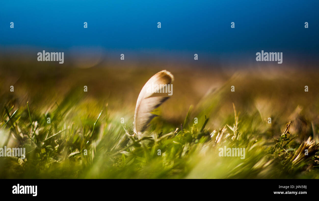 Feather hi-res stock photography and images - Alamy