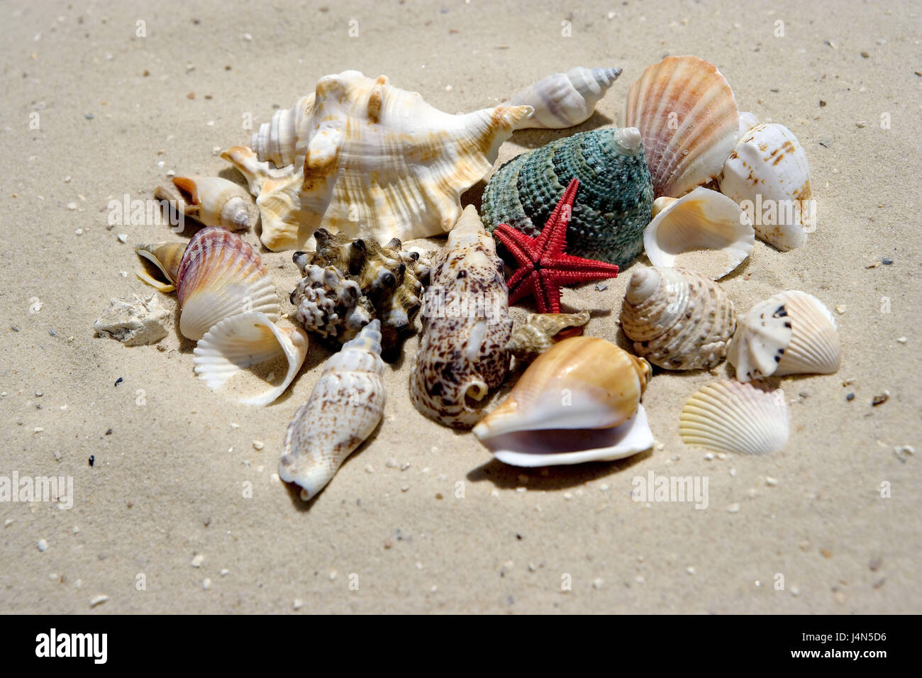 Sandy beach, mussels, different, beach, Sand, shells, lime peels ...