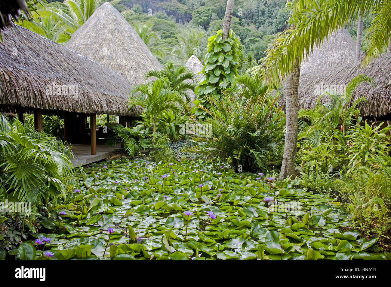 French Polynesia, Bora Bora, Matira, park, water lily pond Stock Photo ...