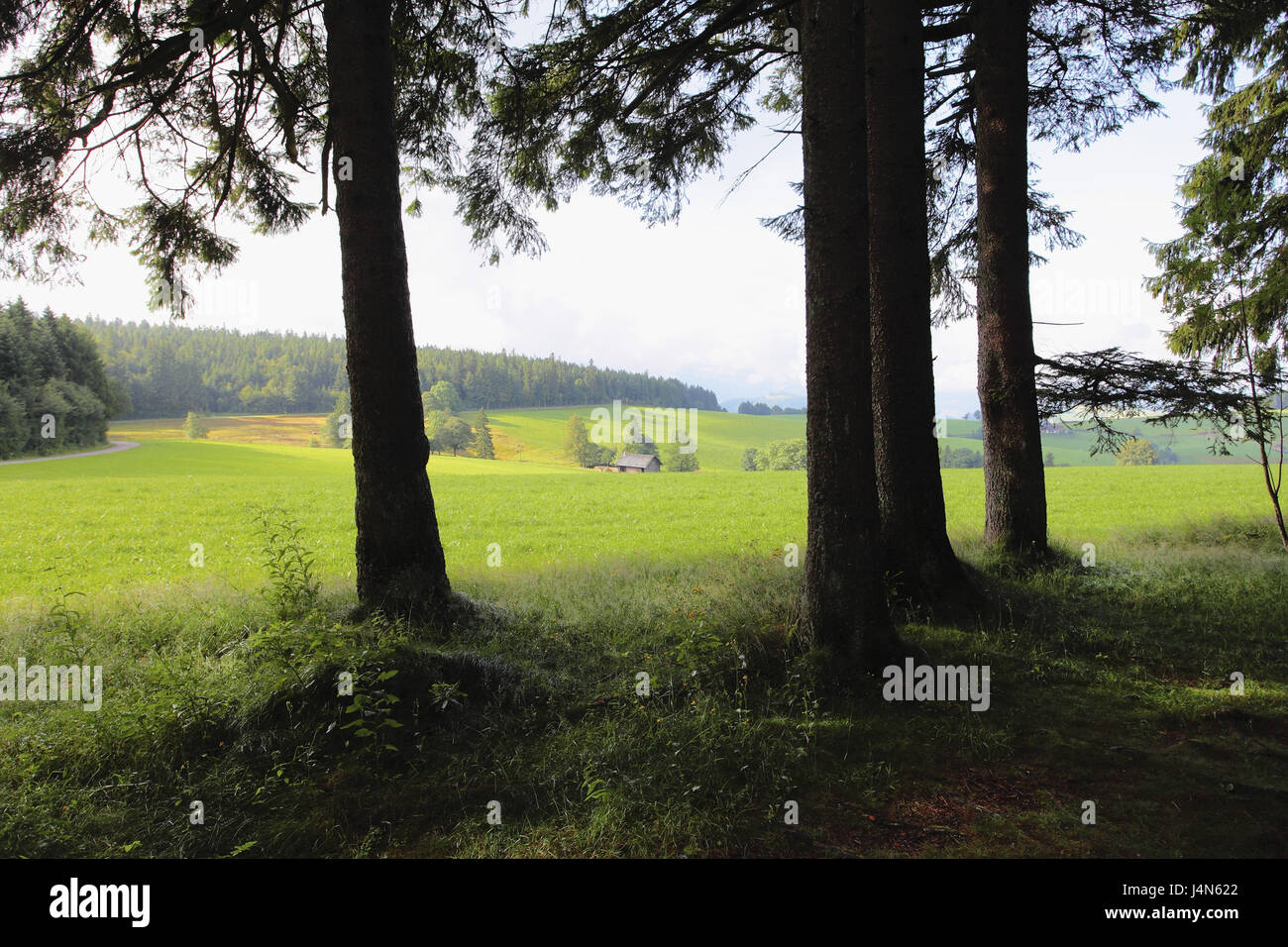 Black Forest, wood, field scenery Stock Photo - Alamy