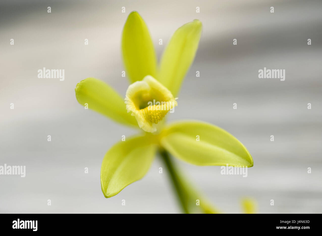 Real vanilla, Vanilla planifolia, blossom, plant, orchid, orchid plant ...