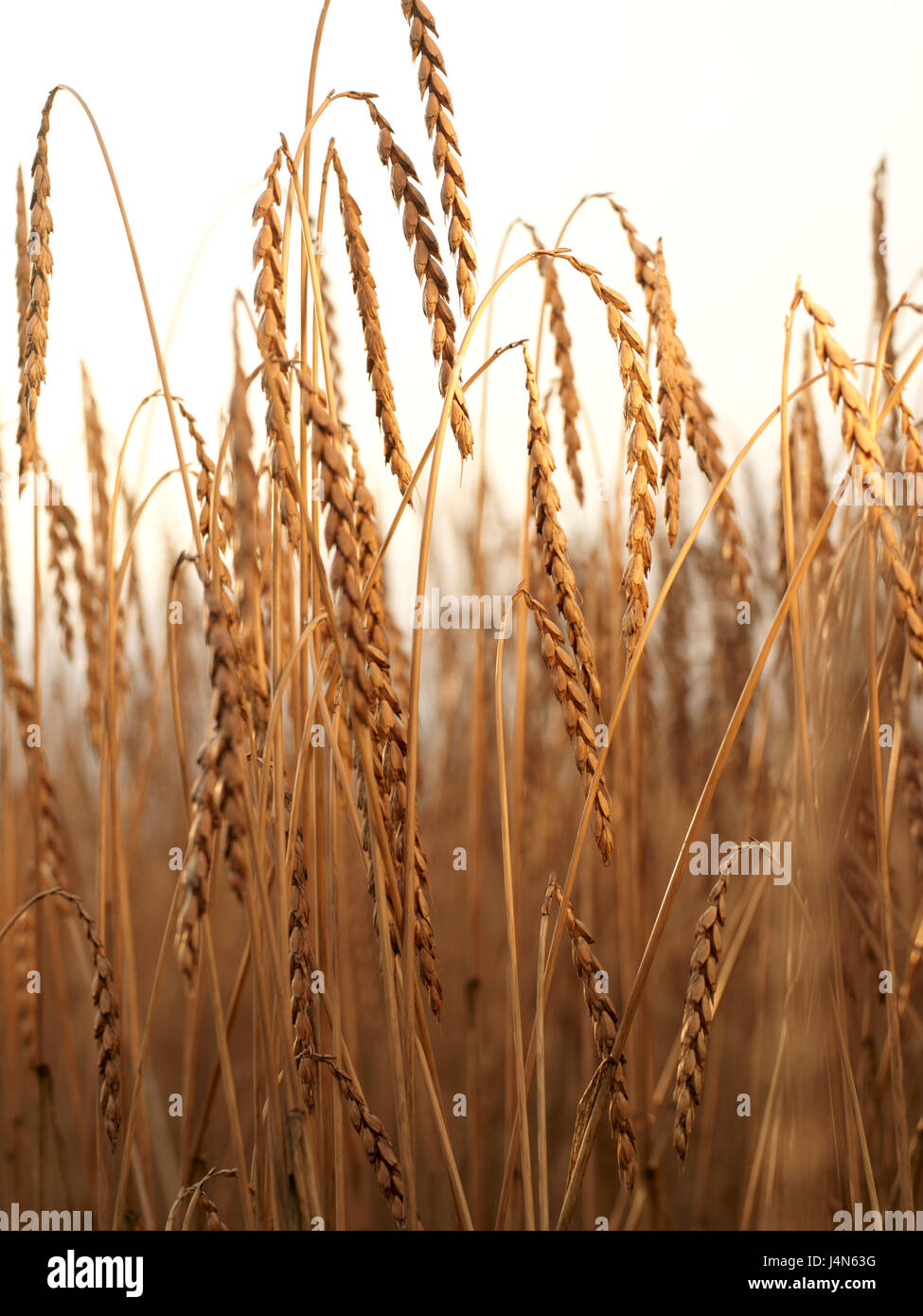 Rye field, detail, annex, rye, grain-field, grain, useful plants ...