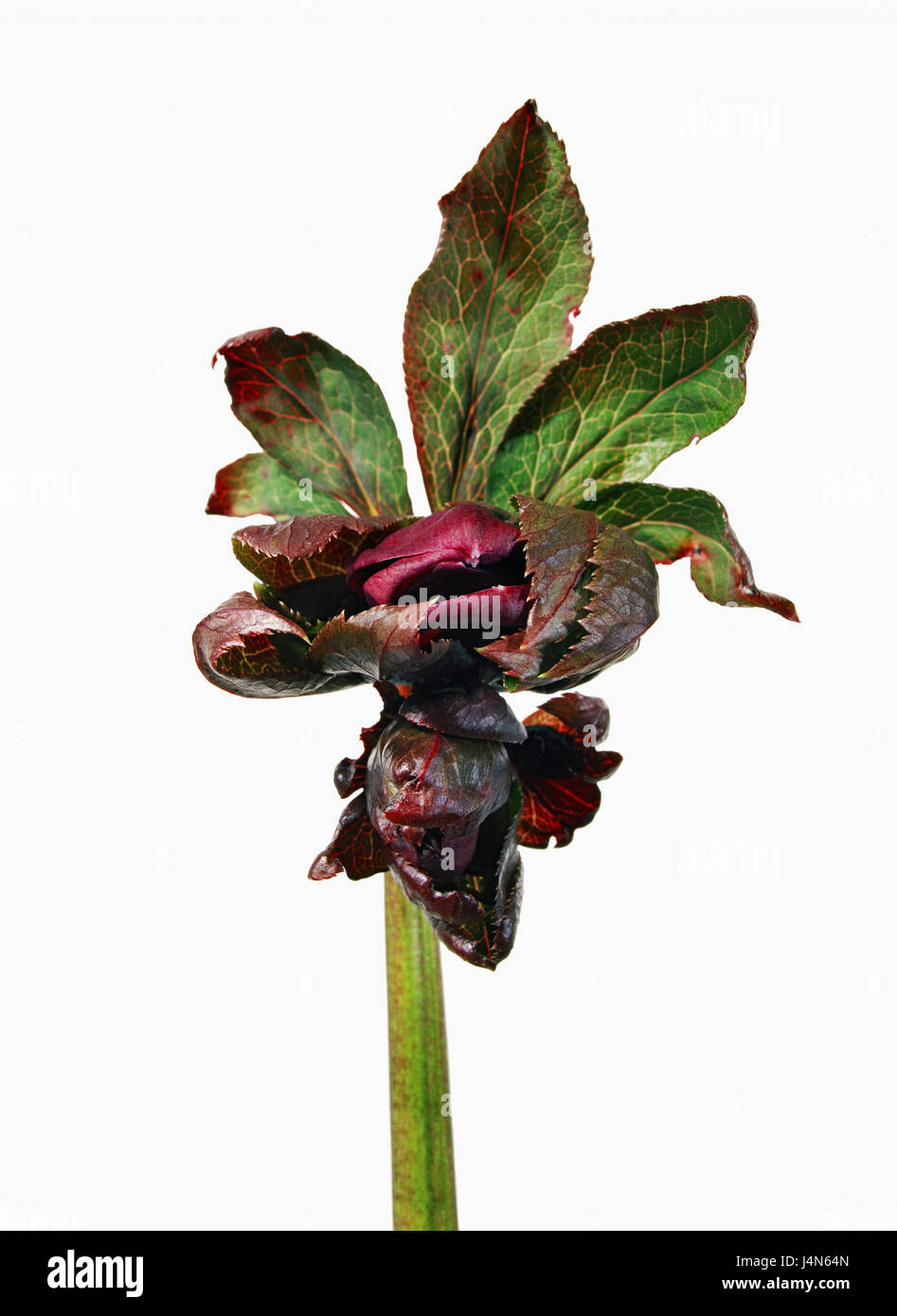 Christmas rose, name: Helleborus orientalis hybrid, bud Stock Photo - Alamy