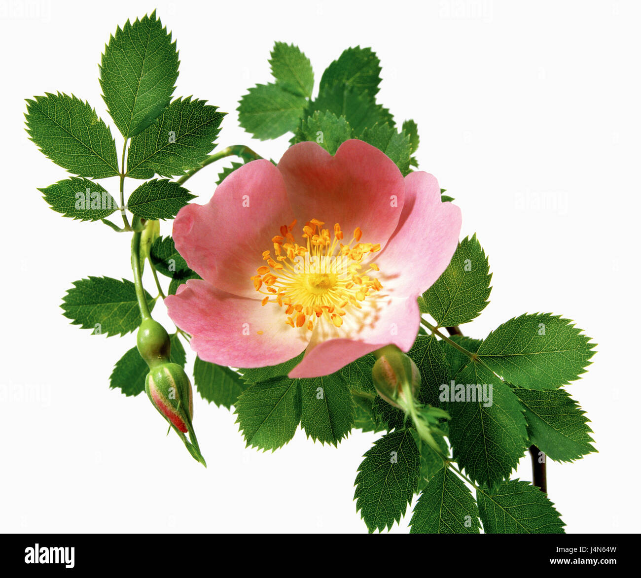 Rose, name: Rose hibernica Templeton, dissection Pimpinellifoliae ...