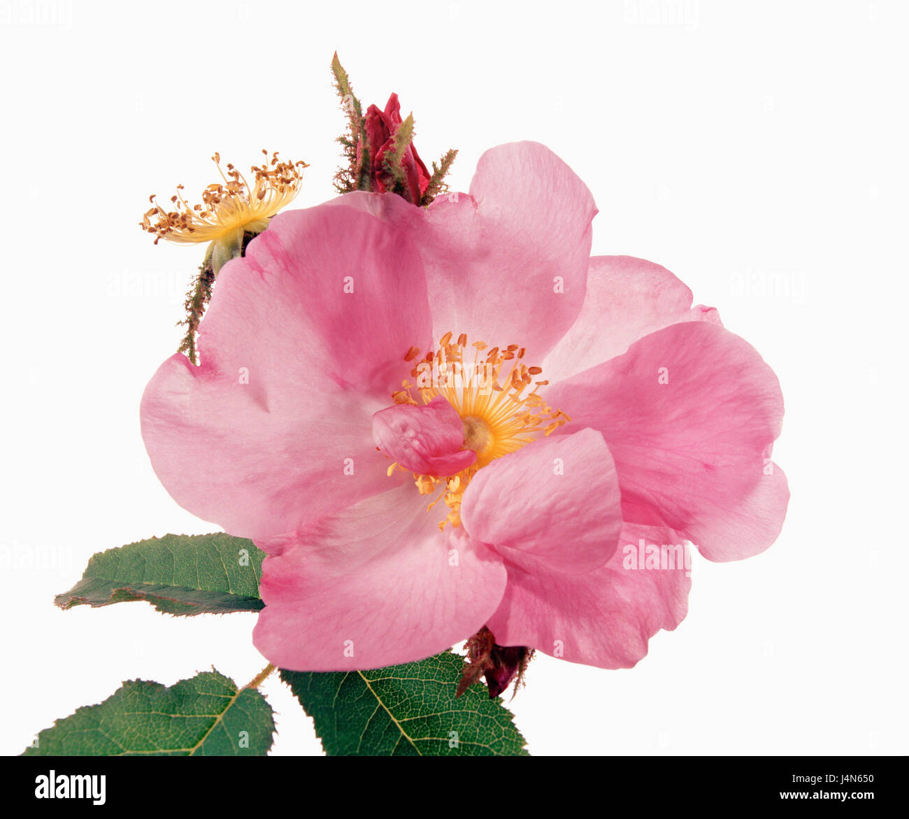 Rose, name: Rose x centifolia 'Andrewsii', dissection Gallicanae, moss ...