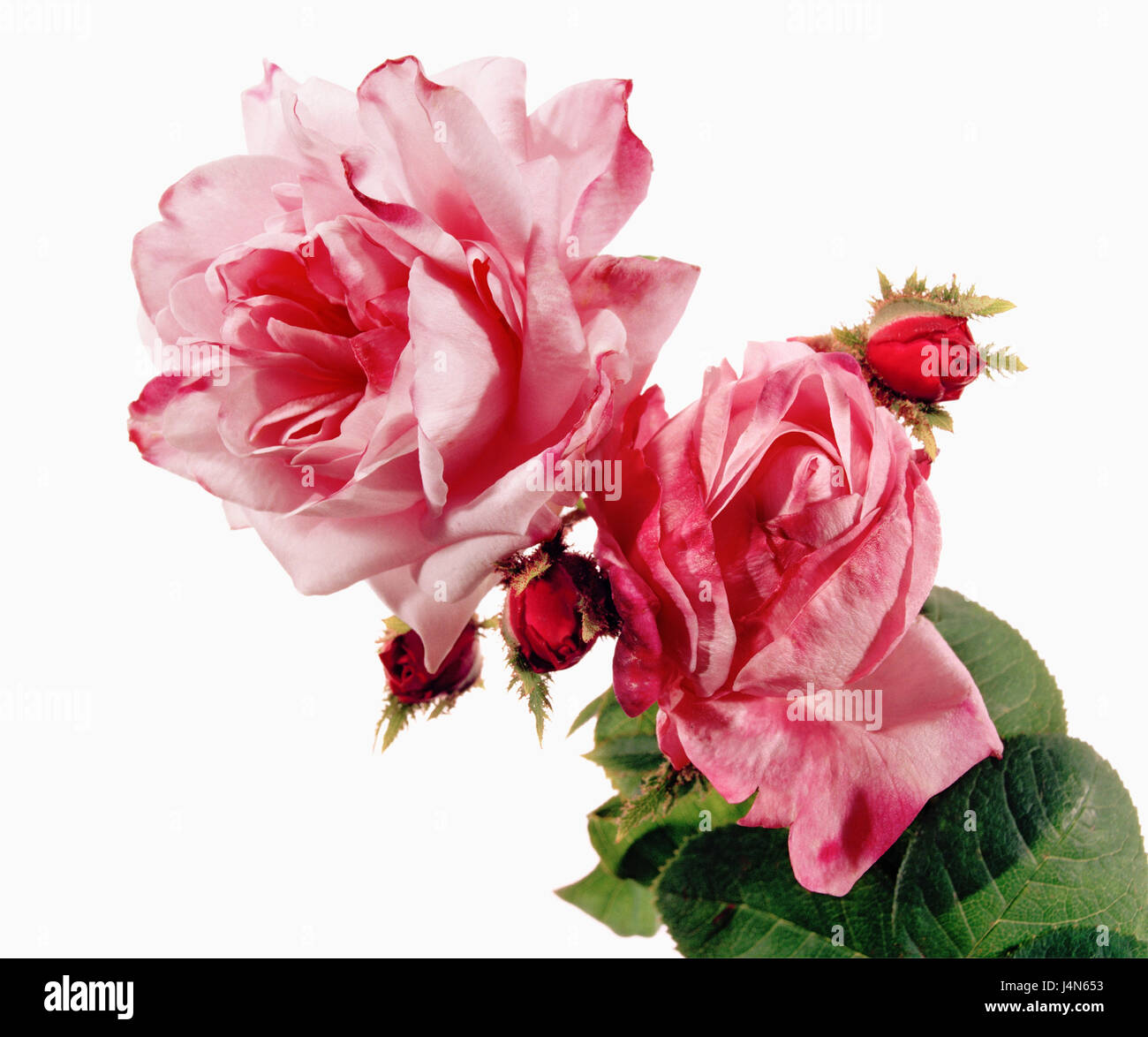 Rose, name: 'Jeanne de Montfort', dissection Gallicanae, moss roses ...