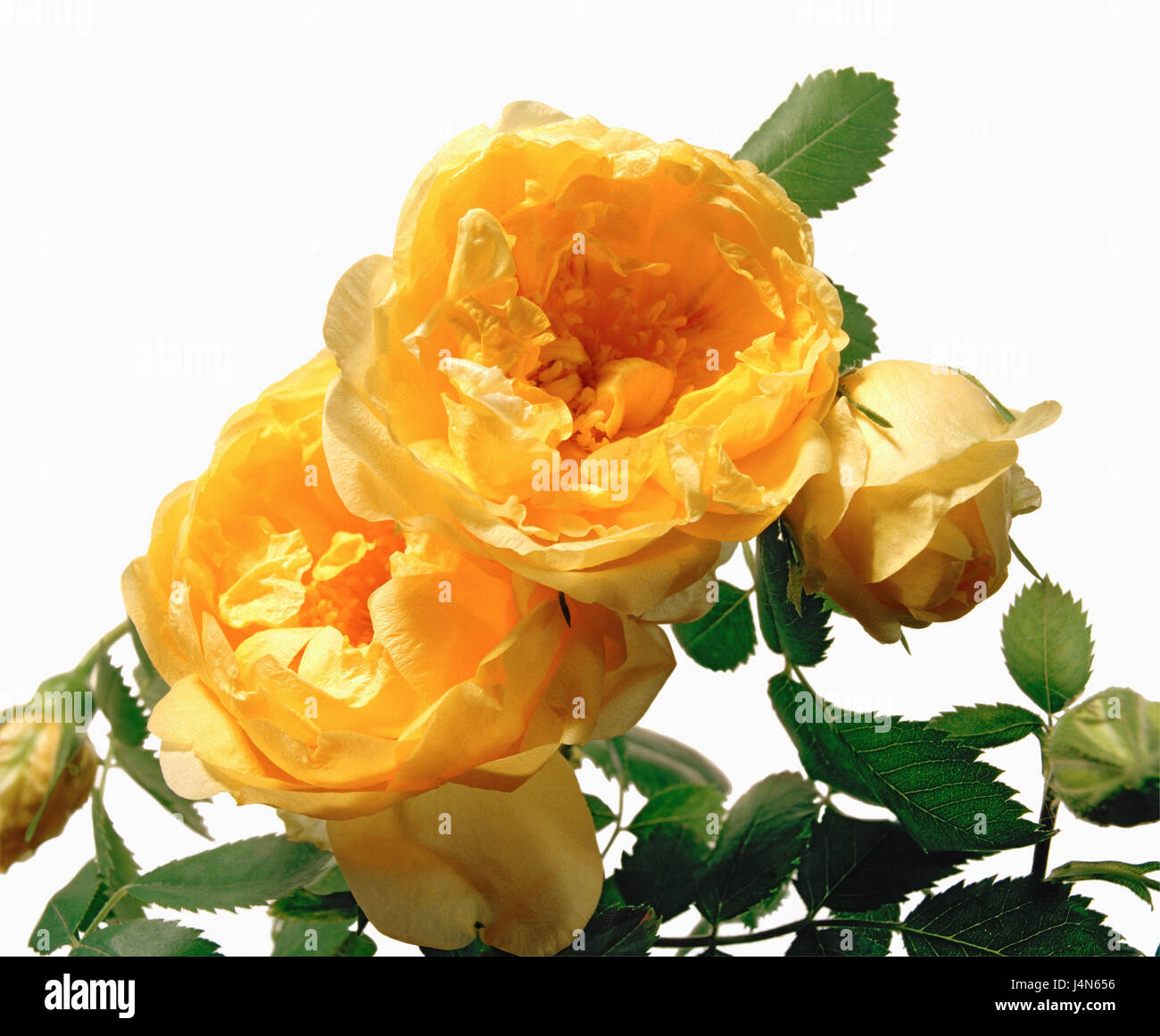 Rose, name: Rose foetida 'Persiana' Lem., dissection Pimpinellifoliae ...
