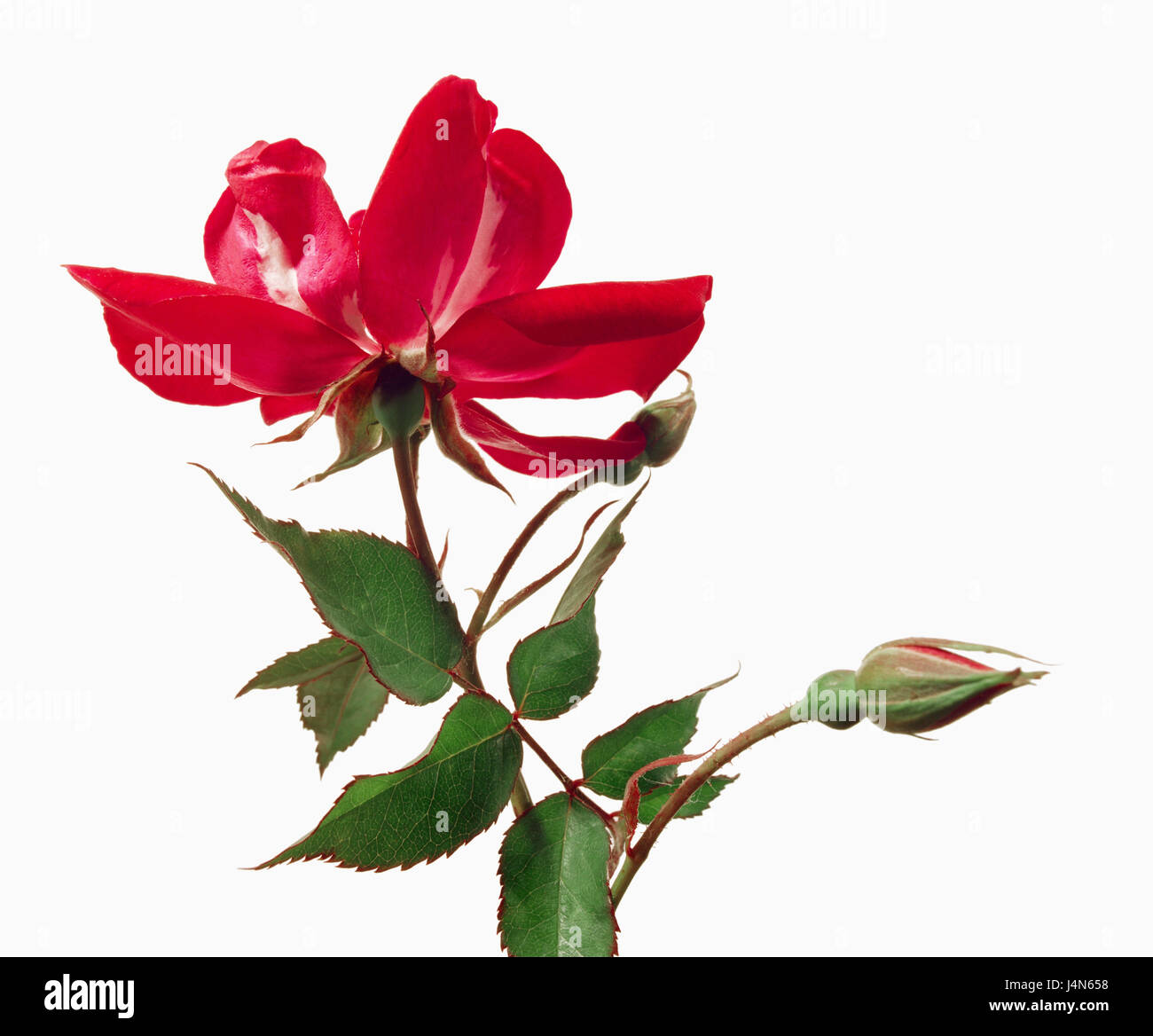 Rose, name: 'Colonel Fabvier', dissection Chinenses, China roses ...