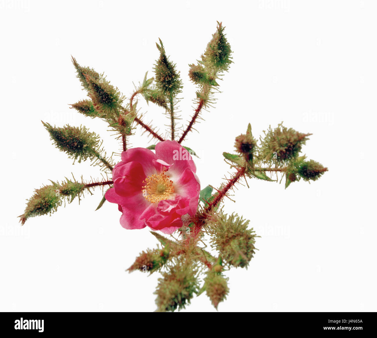 Rose, name: 'Goethe', dissection Gallicanae, moss roses, breeders ...