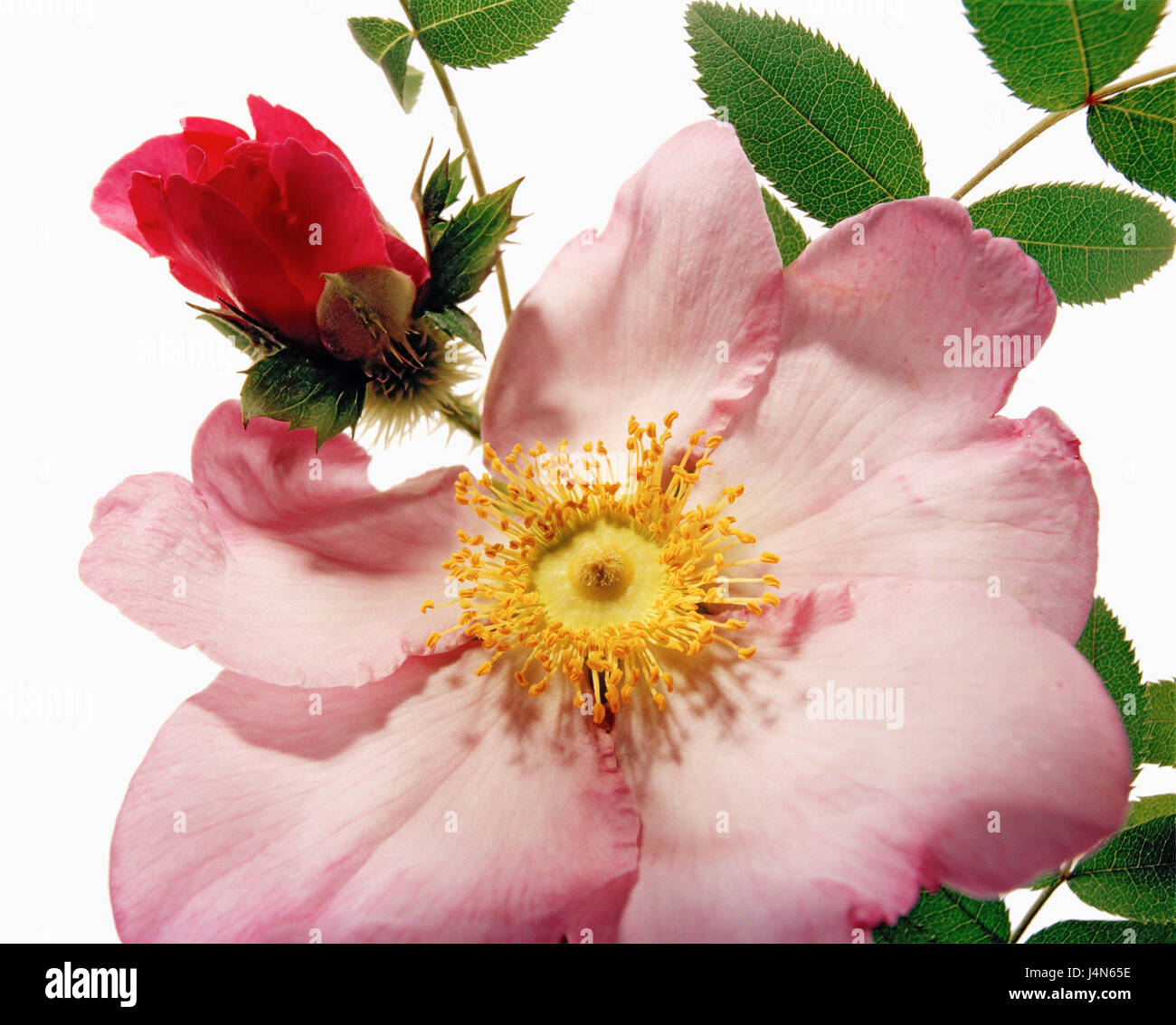 Rose roxburghii hirtula hi-res stock photography and images - Alamy