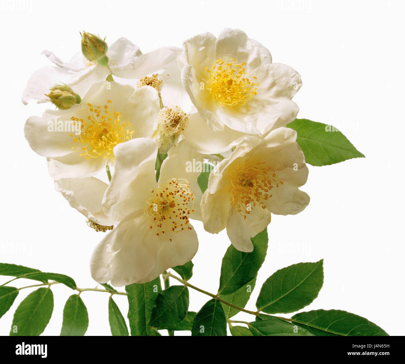 Rose, name: 'Polyantha Grandiflora', dissection Synstylae, climbing ...