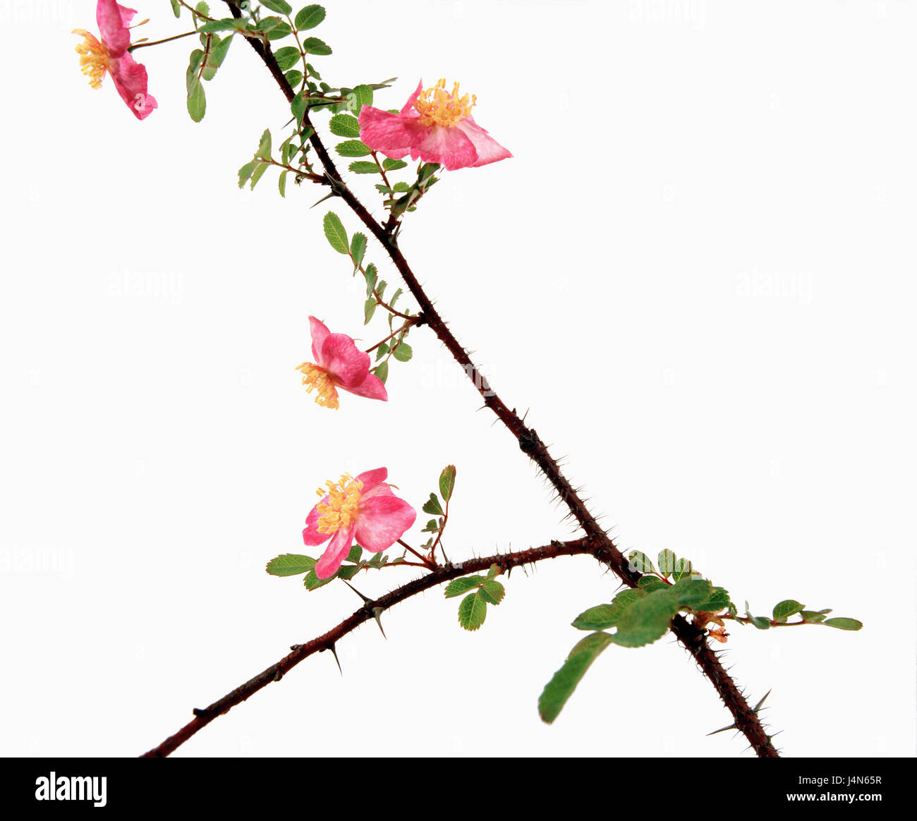 Rose, name: Rose elegantula 'Persetosa', dissection Cinnamomeae, wild ...