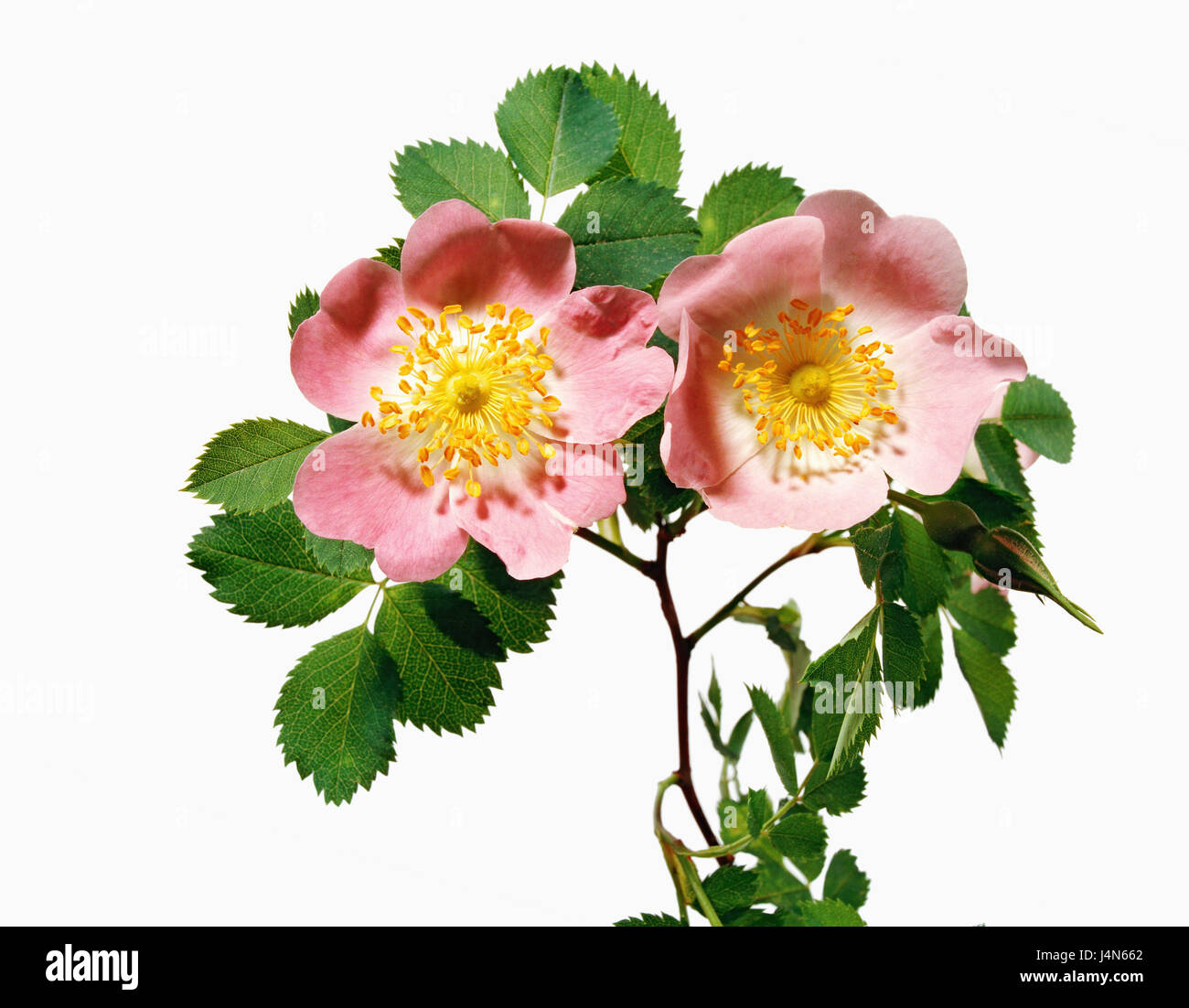 Flower dissection hi-res stock photography and images - Alamy