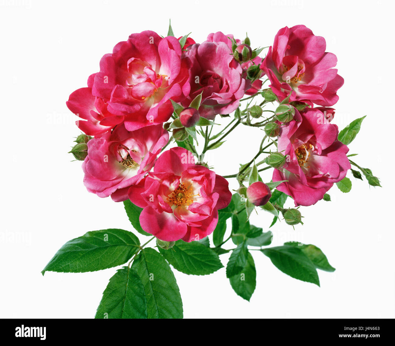 Rose, name: 'Dawson', dissection Synstylae, multi flora roses, breeders ...