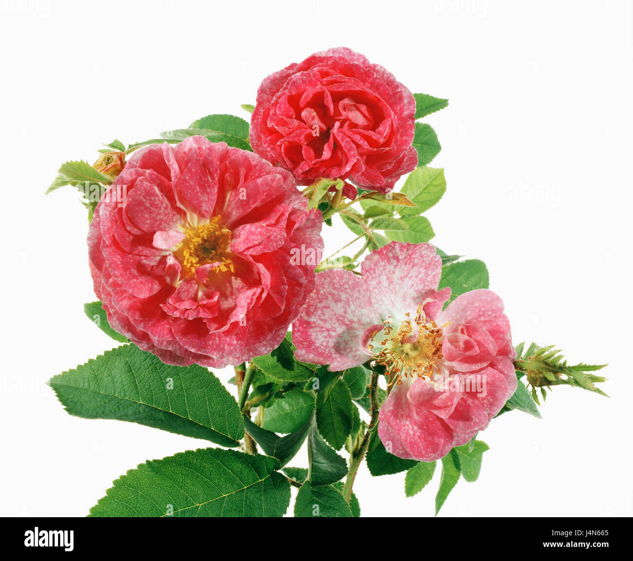 Rose, name: 'Impératrice of Joséphine', dissection Gallicanae, Gallica ...