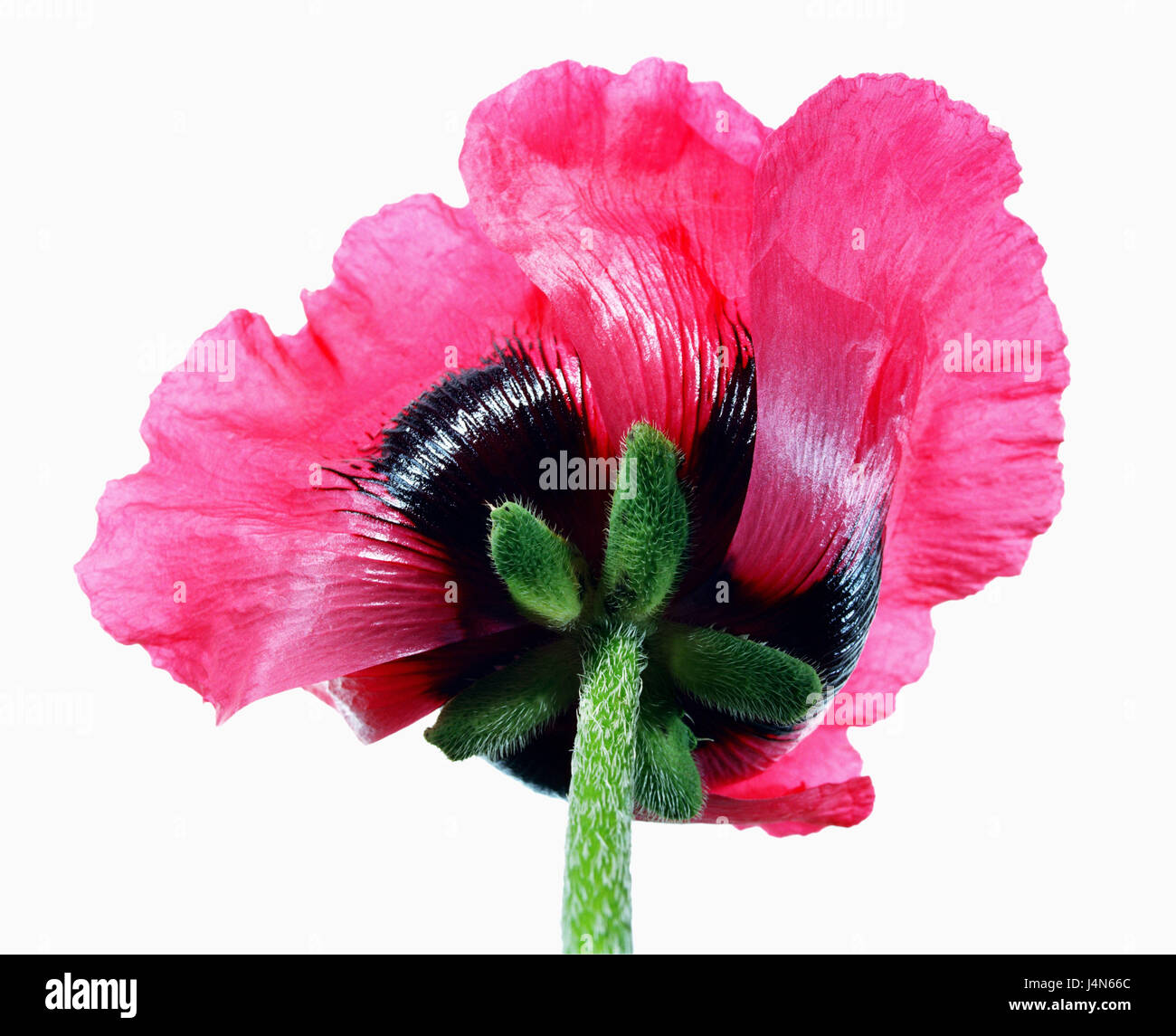 Poppy seed, 'Raspberry of Queen', pink ones Stock Photo - Alamy